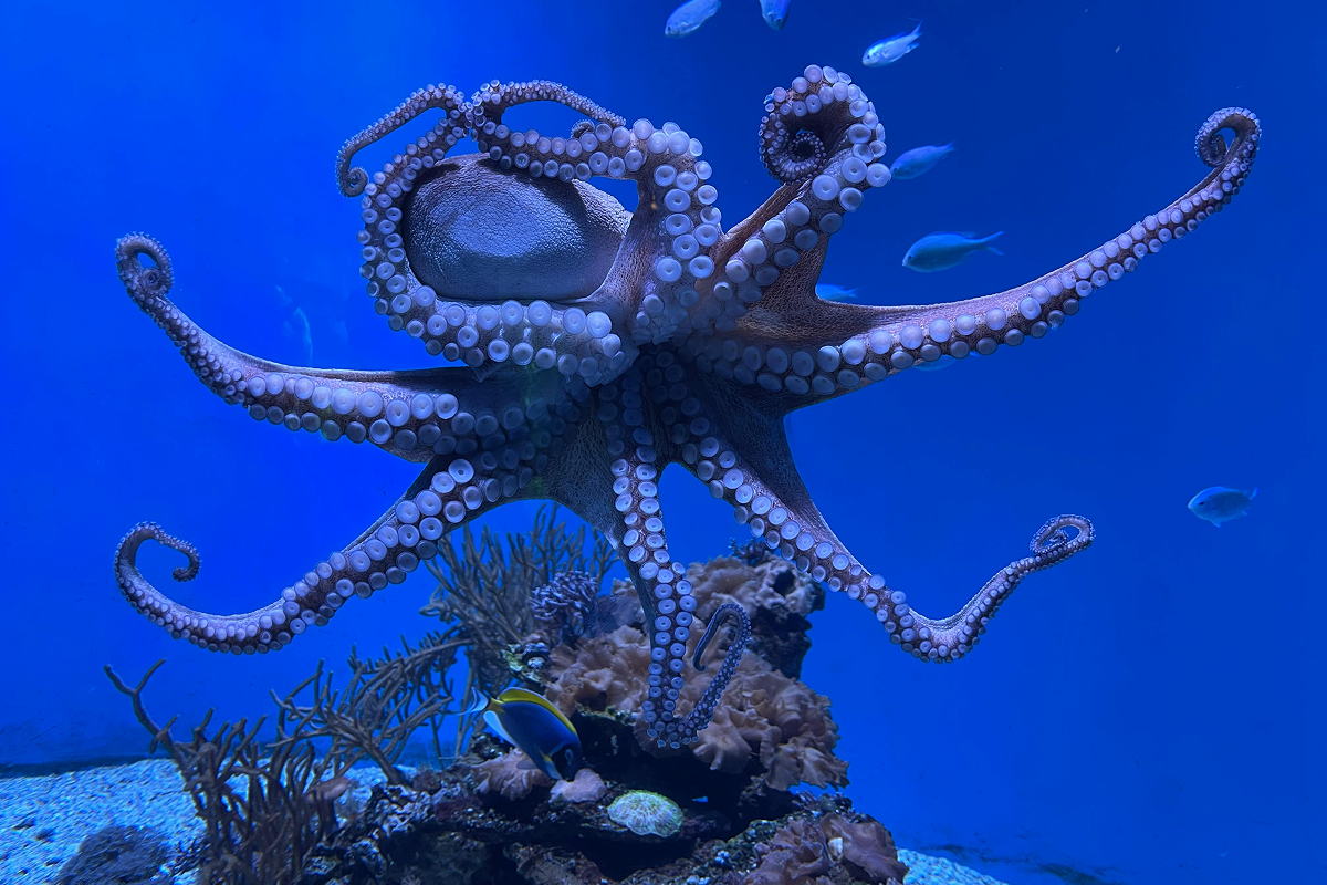 O que são os animais invertebrados?